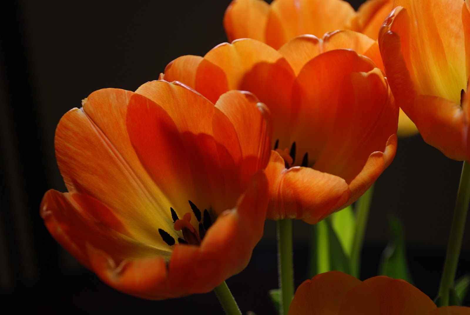tulip flower wallpaper | Zone Wallpaper Backgrounds