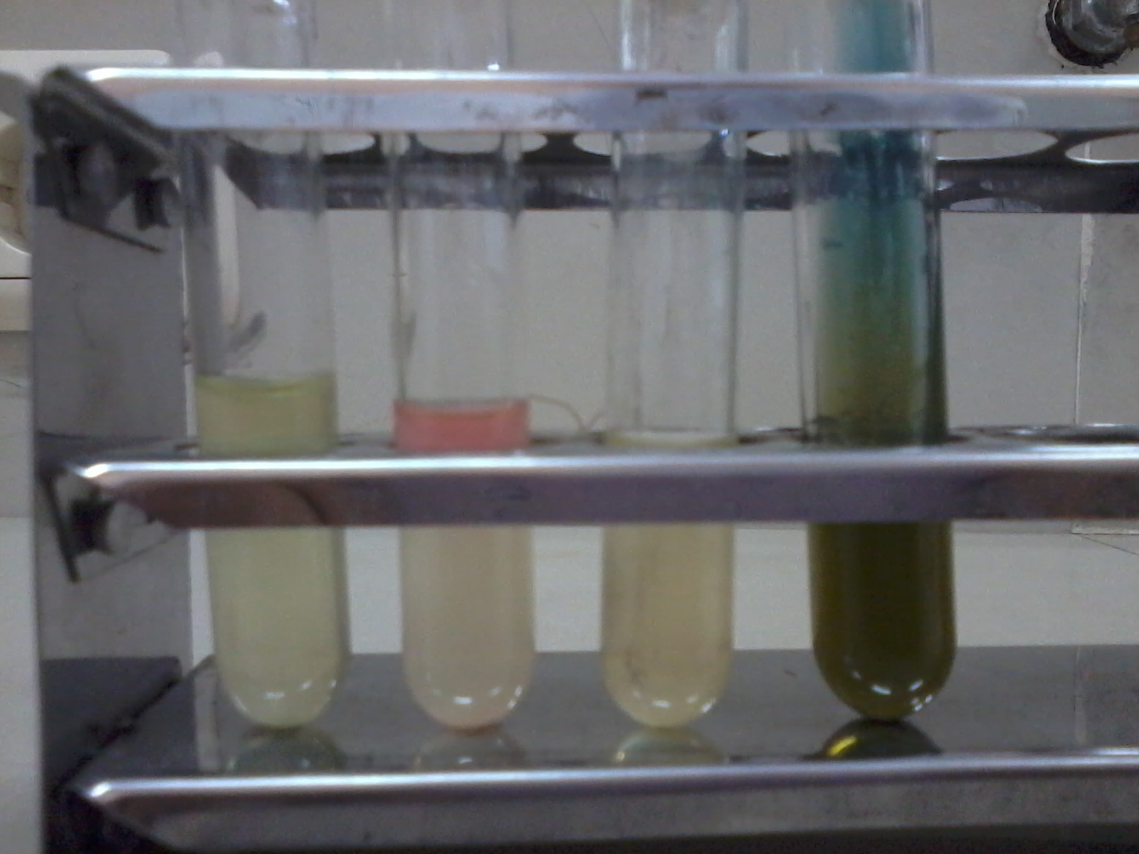 makalah MEDIA PERBENIHAN PADAT DAN CAIR ~ My Journey in Medical Lab Tech