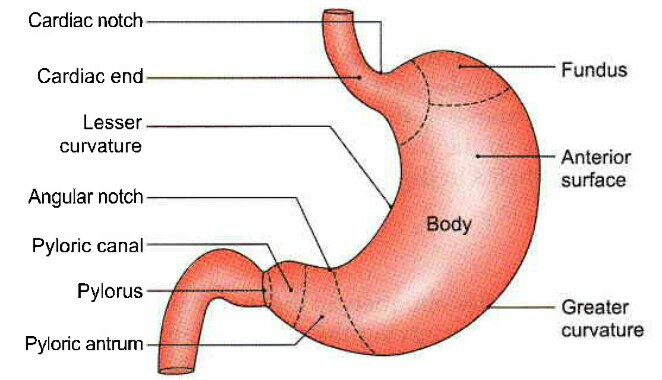 Stomach