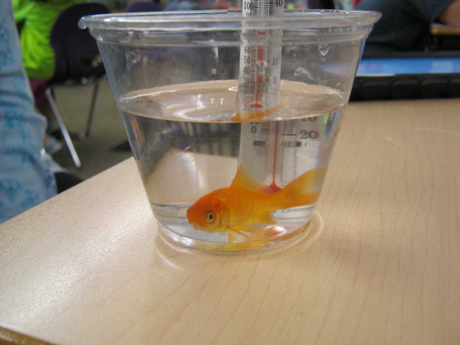 A Fifth Grade Experience: Goldfish Lab and Biotic Index of Quincy’s Wetland
