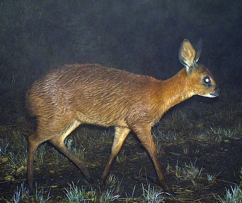 Remote Camera Trap - South Africa: The Grey Buck Of Paarl