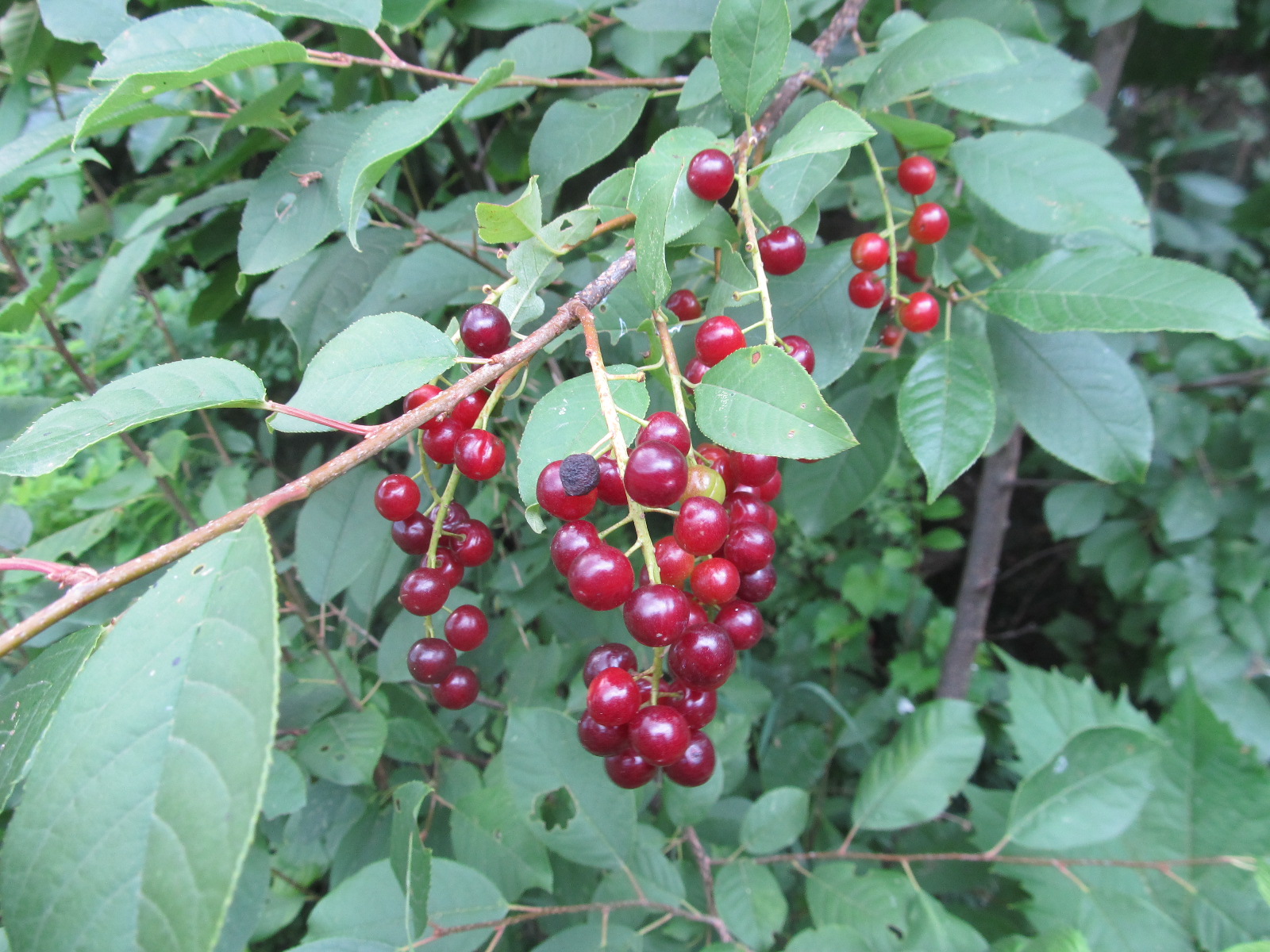 Eaton Rapids Joe: Persimmons, Chokecherries, Footballs and Cargo Planes