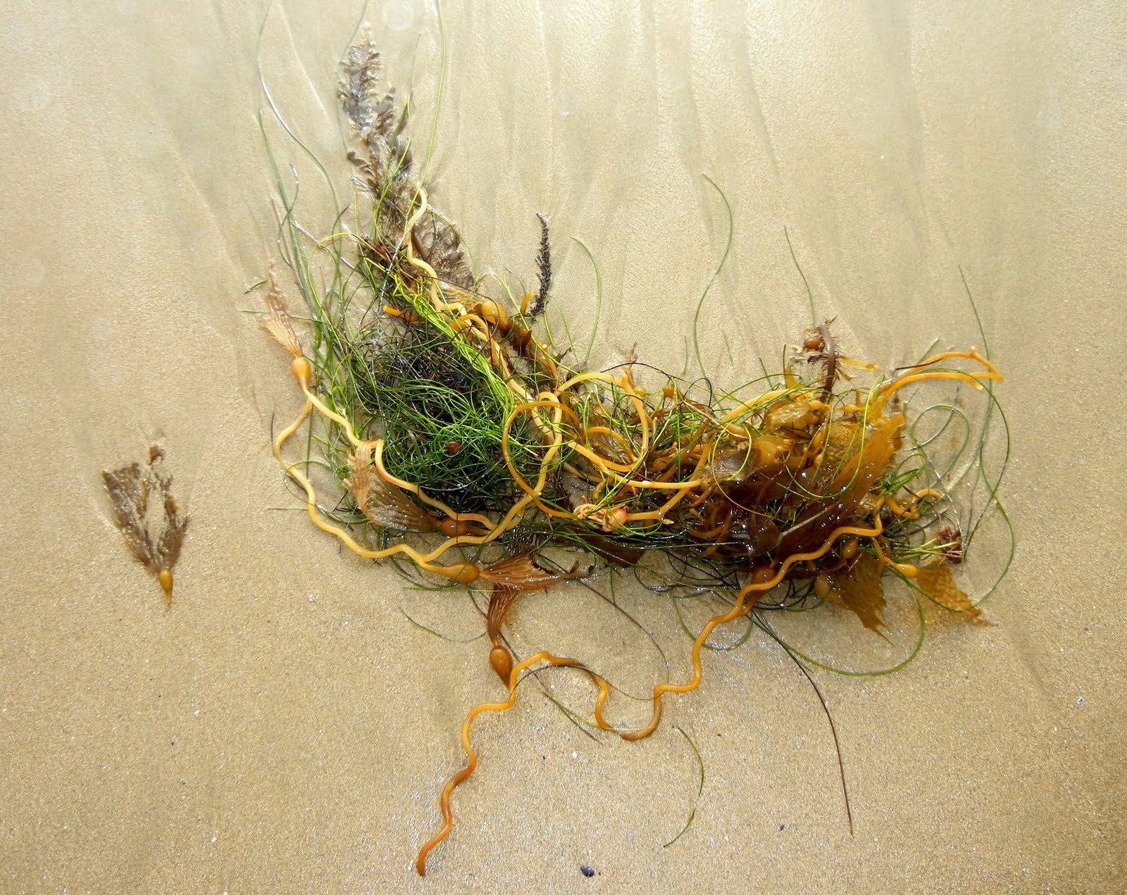 A photo, A thought............: Plant: Knowing the seaweeds of ...
