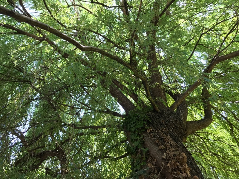 EV Grieve: La Plaza's grand willow tree comes down tomorrow