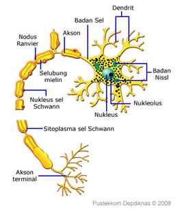 Humanity Knowledge: SISTEM SARAF MANUSIA
