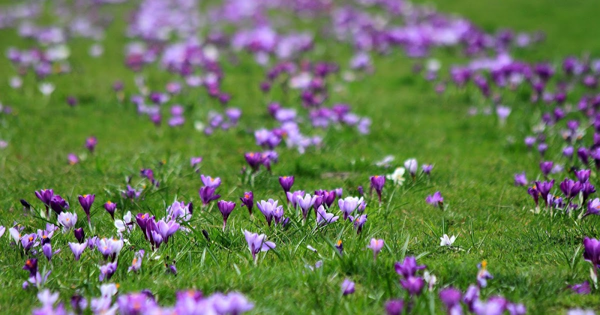 Fotoodyseja: Krokusy