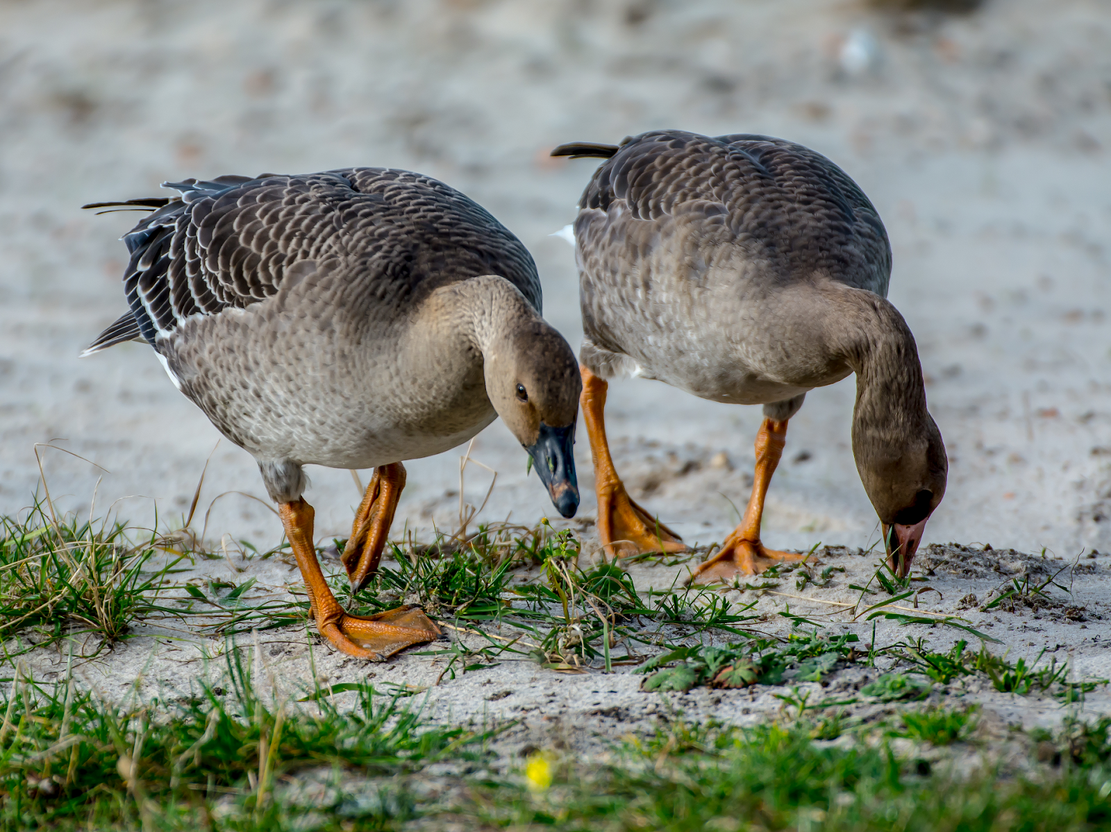 Na przelotach ... cz. II, Gęś tundrowa (Anser fabalis rossicus)
