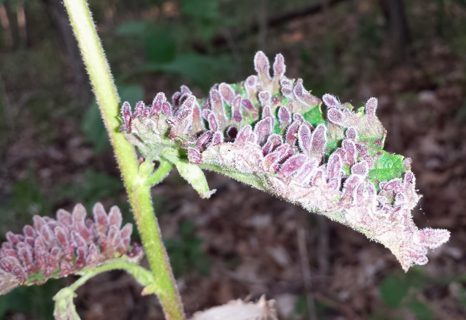 Divinebunbun's Rugged Rural Missouri: The Creepy Side of Spring