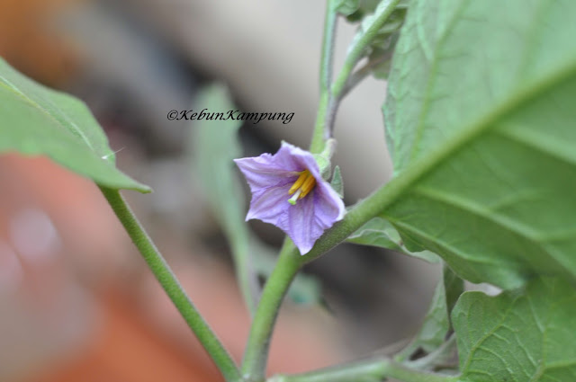 pokok terung mula berbunga