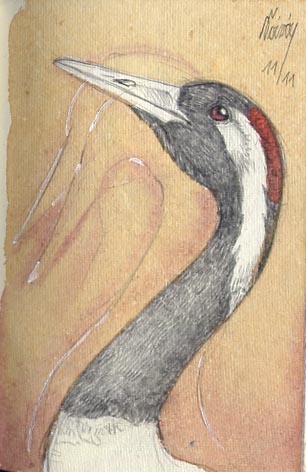 Sara Otterstätter - Art & Illustration: Kranich/The Crane
