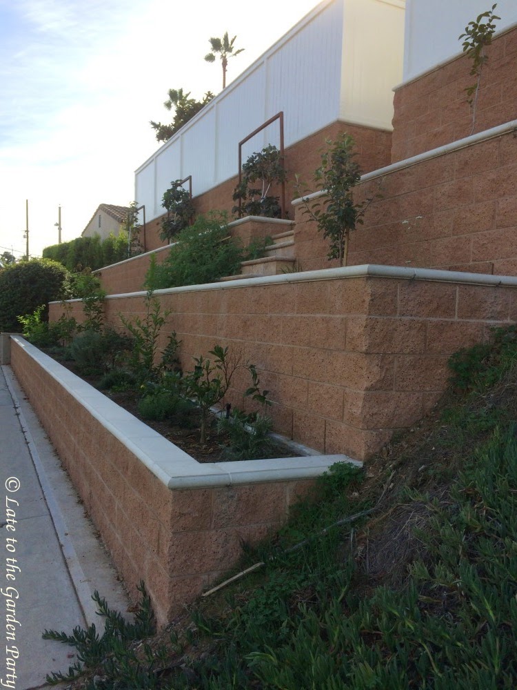 Late to the Garden Party: Terracing a steep slope