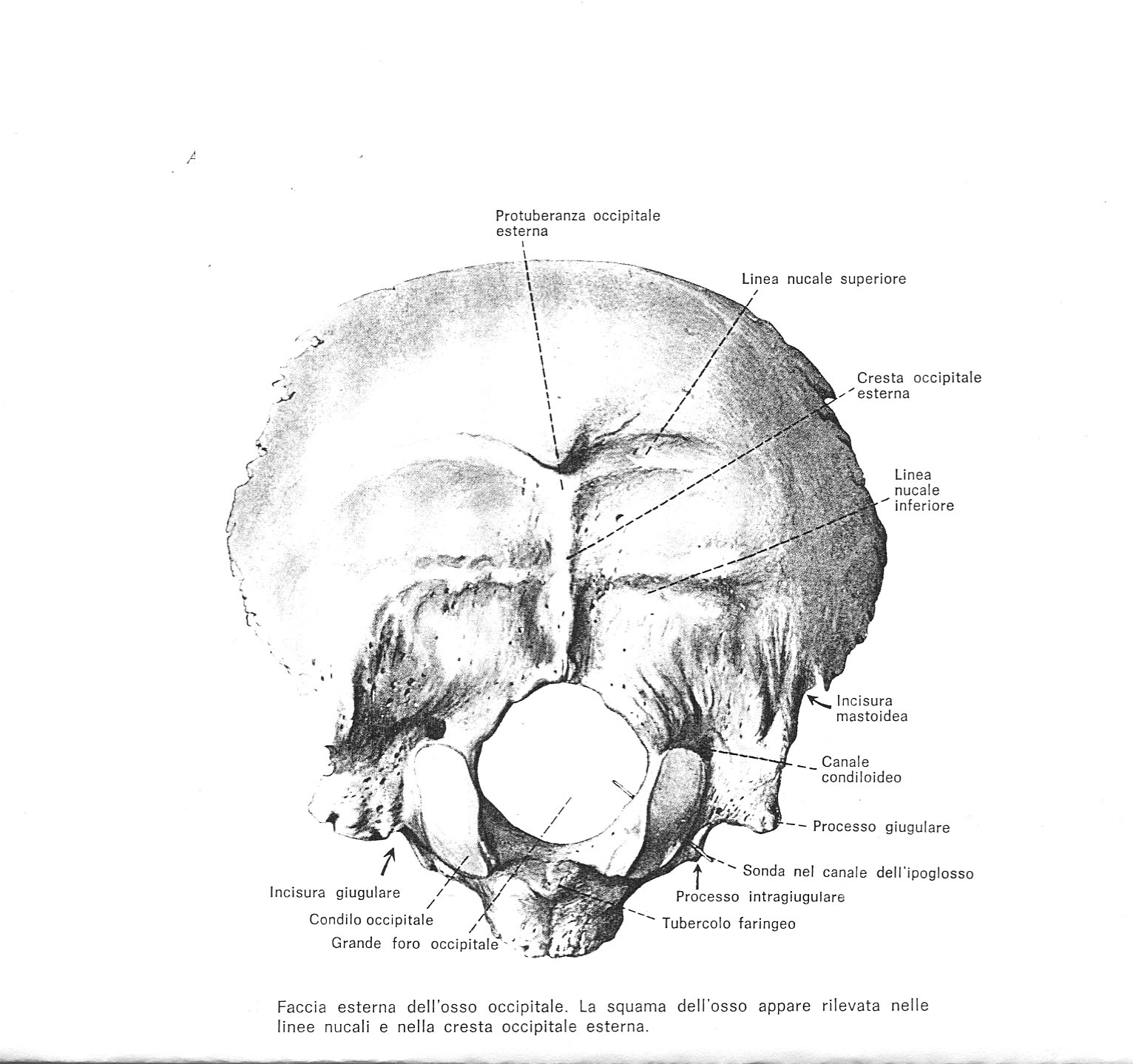 CON IL CORPO VIVO : CORPO ANATOMICO: CRANIO E FACCIA