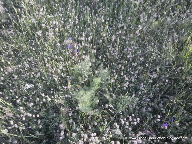 Global Greek World: May 2011