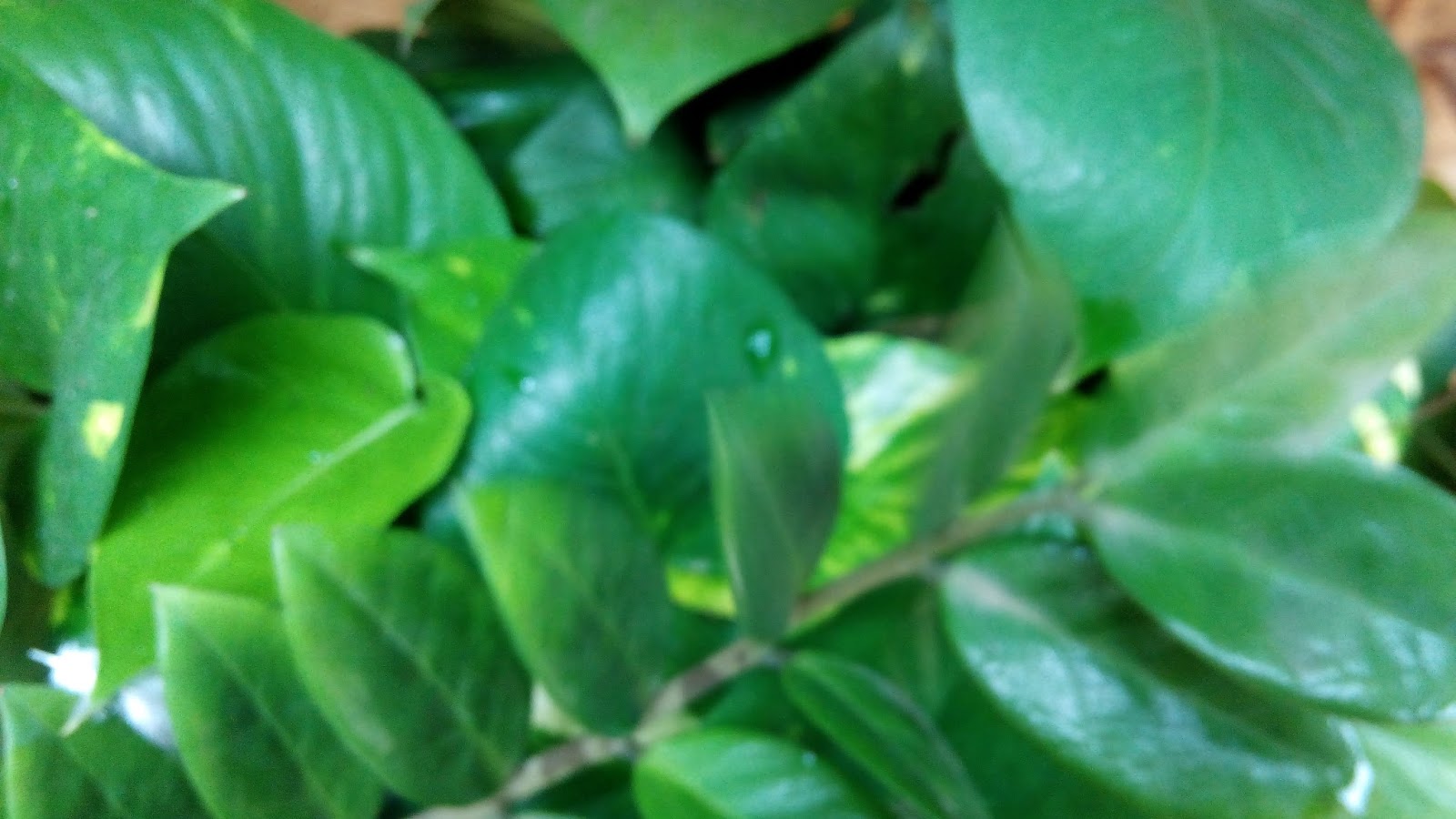 Garden Care Simplified: Garden in Rains Drooping Roses Close up of ...