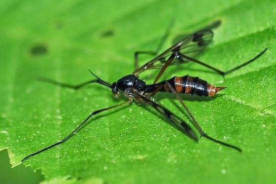 Variety of Life: Neoneura