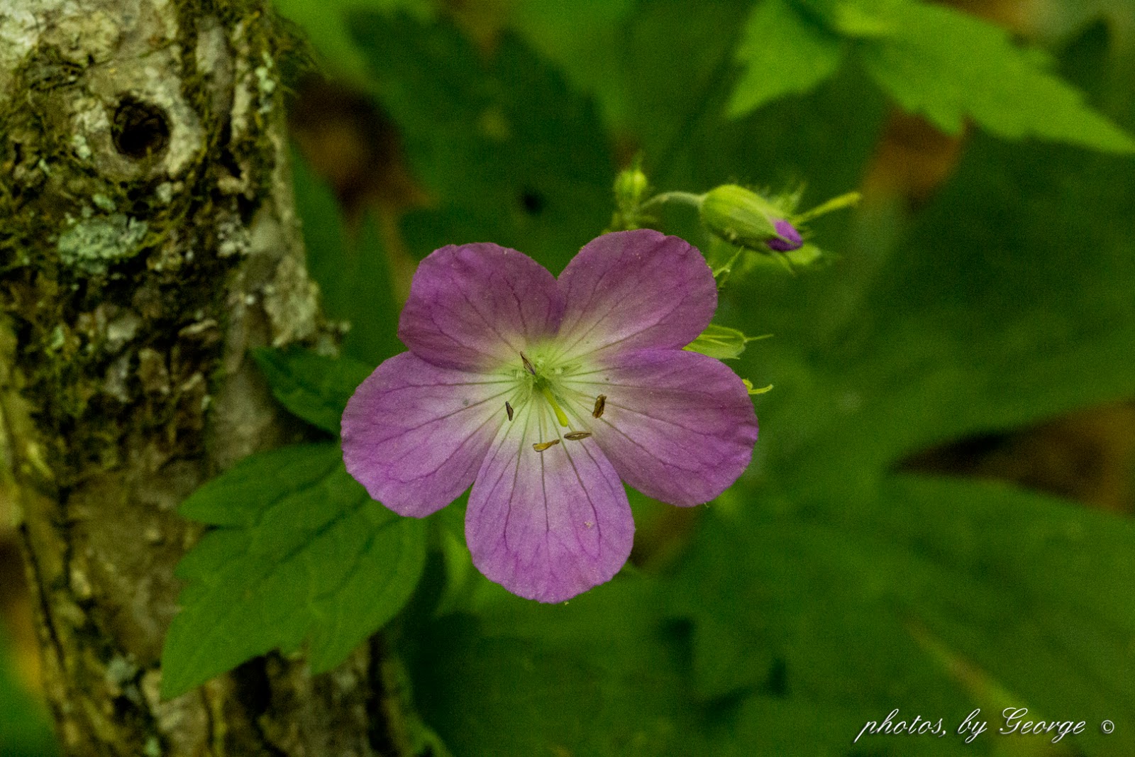 "What's Blooming Now" : Wild Geranium (Geranium maculatum)