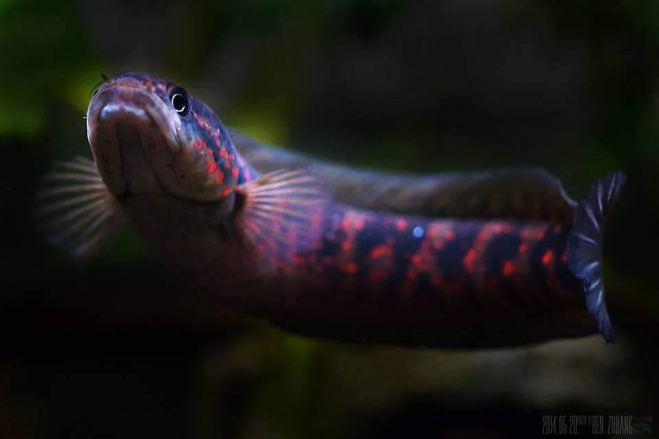 Mahamaya Hiko: Channa Asiatica , profil dan cara pemeliharaan