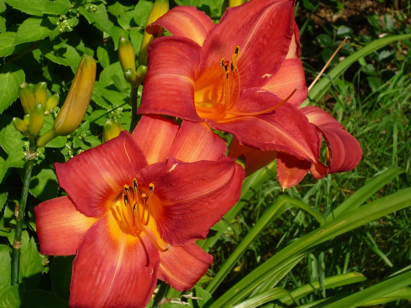 Vermont Flowers July 2013 | Litter with a Story To Tell