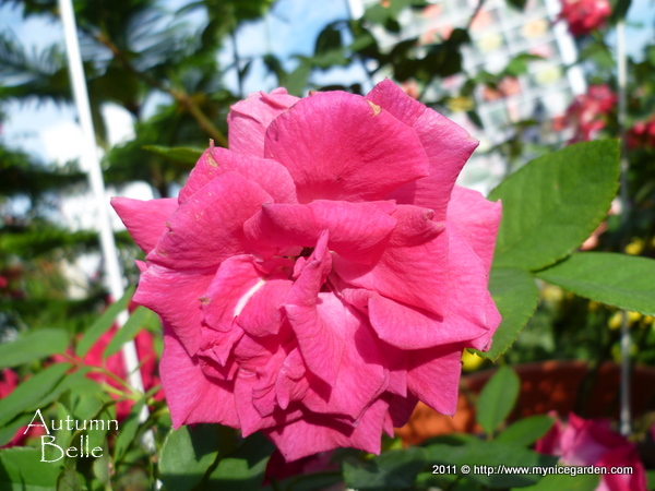 My Nice Garden: Floribunda Shocking Blue Rose