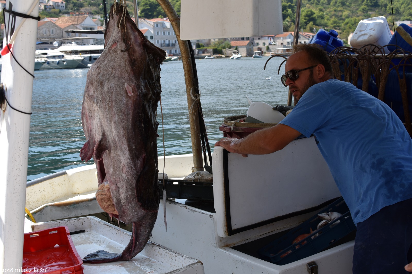 Jončićev ulov: Grdobina od 27 kg - ISSA-VIS-Kut