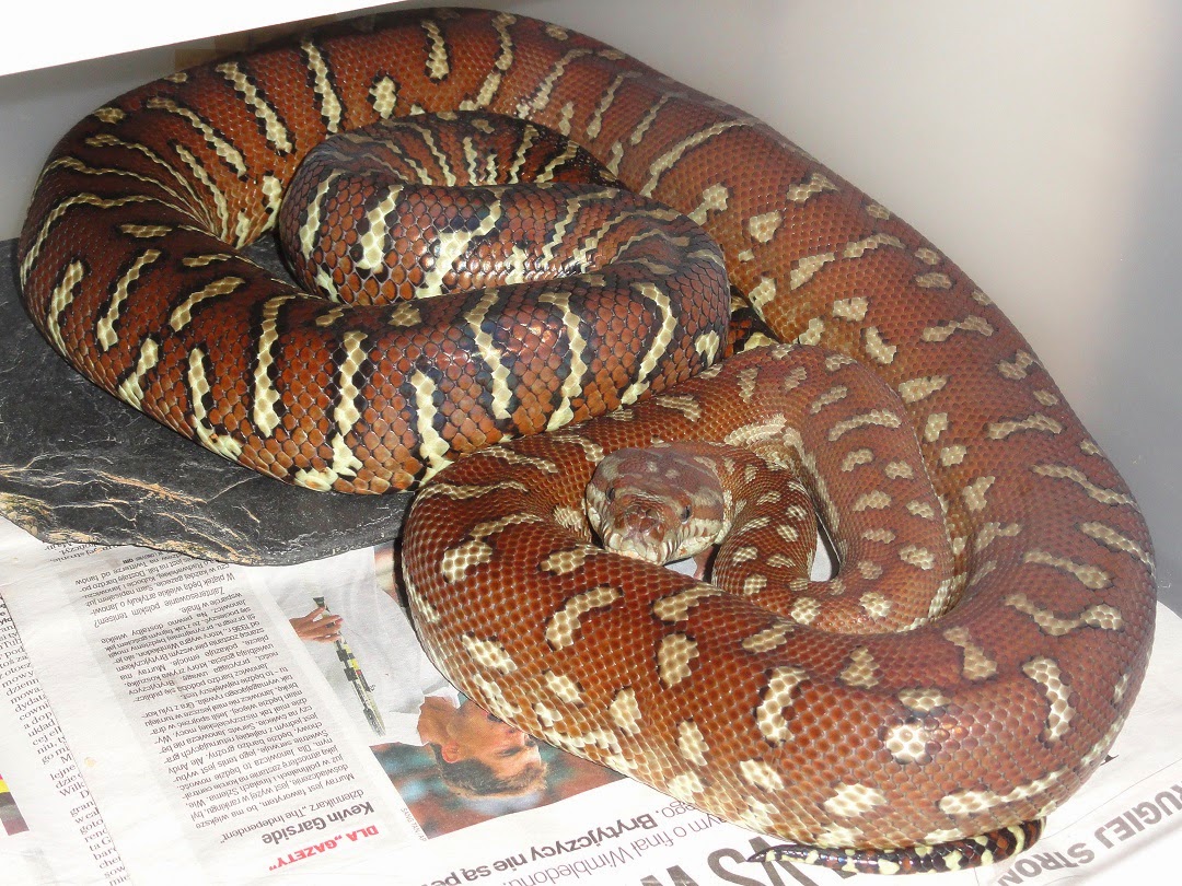 Nasty Reptiles: Morelia bredli - opis hodowli