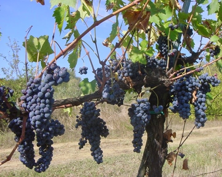 Vitae fratrum: Il tralcio che porta frutto