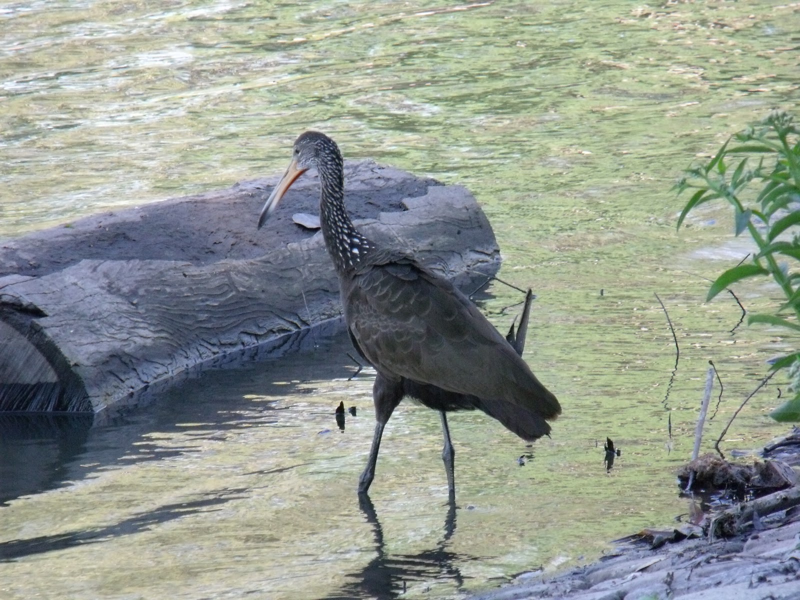 NATURALEZA Y CULTURA: El Carau