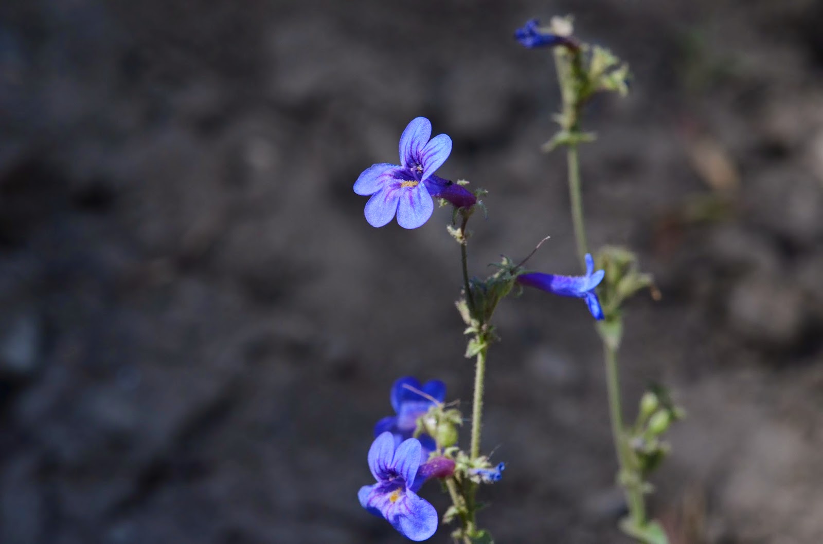Wildflowers of the Wasatch Mountains and Bear River Range: Key to Penstemon