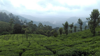 TREE HUTS TO STAY IN IDUKKI