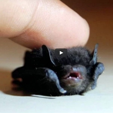 Tiny baby Bat Rescue - M13