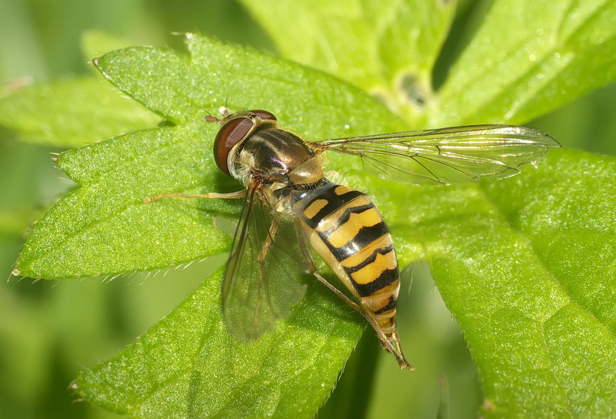 EBartworks: MAS FOTOS DE INSECTOS DE LA PRIMAVERA PASADA