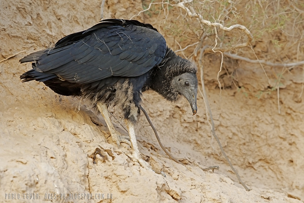 mis fotos de aves: Coragyps atratus Jote Cabeza Negra American Black ...
