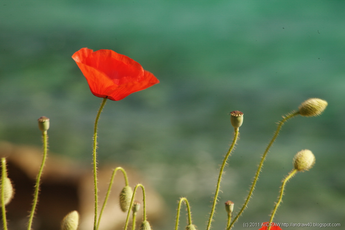despre viata prin fotografie: despre maci si alte flori