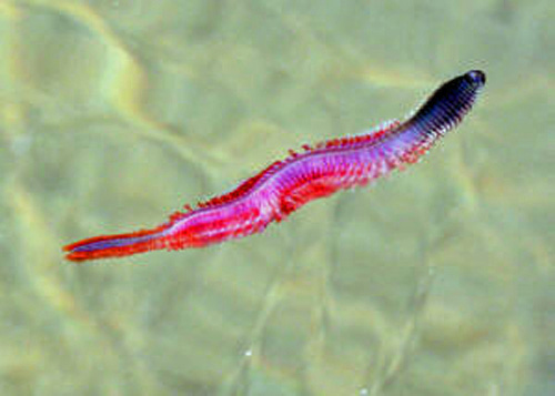 Kayak Fishing Country: March 2018