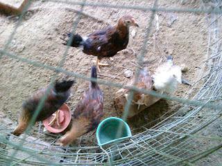Wb8b@Cirj GameFarm: Breeding and Ranging to Keep Them Healthy.