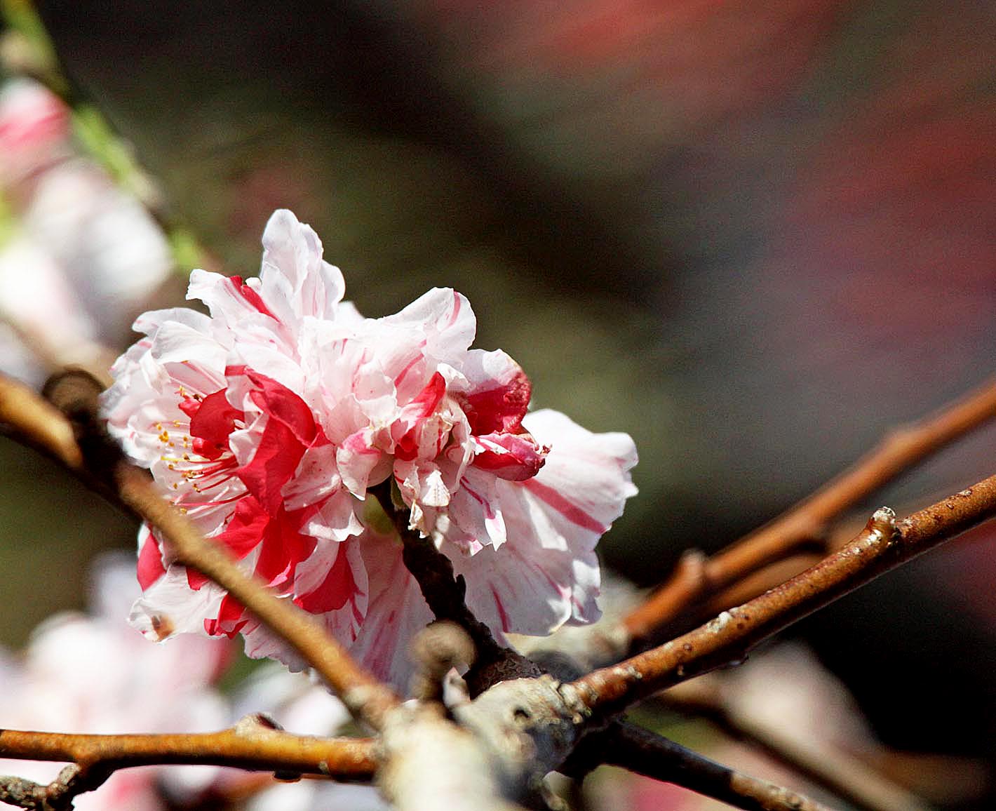 Southern Lagniappe: The Glory of a Peach Tree in Spring