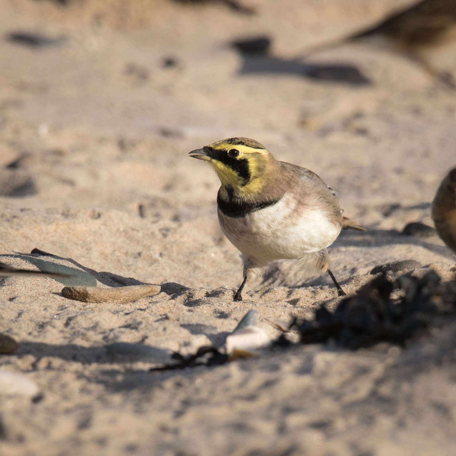 TrogTrogBlog: Bird of the week - Shore Lark
