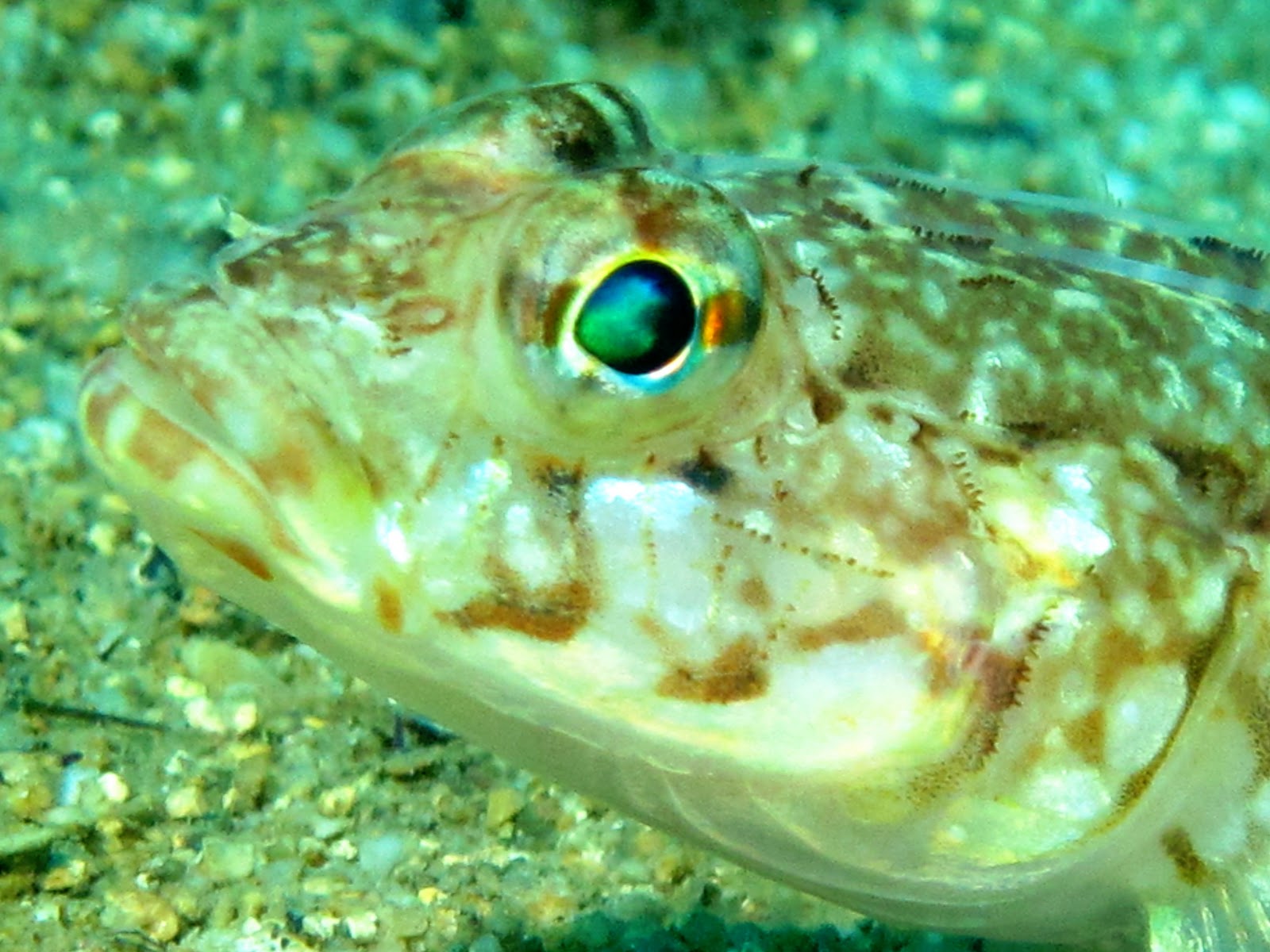 Iluminación Profunda: Goby Fish (Gobius Geniporus)