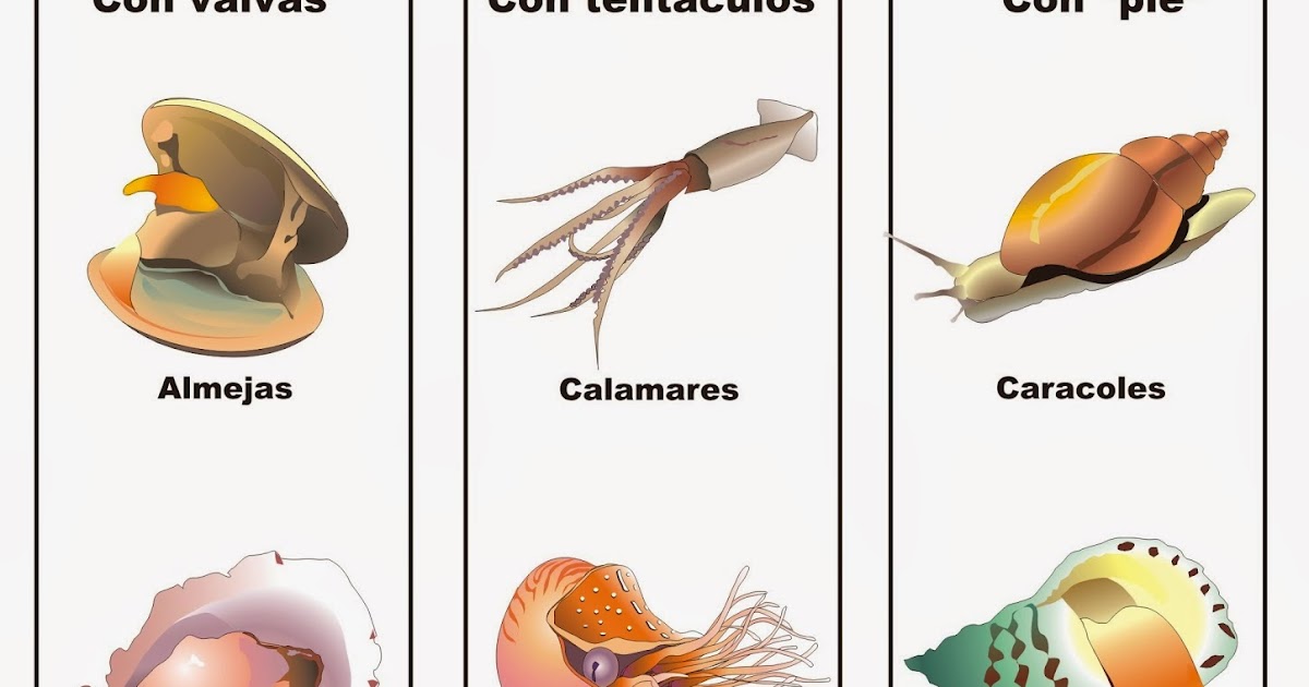 Mi Blog De Biologia: Los Moluscos.
