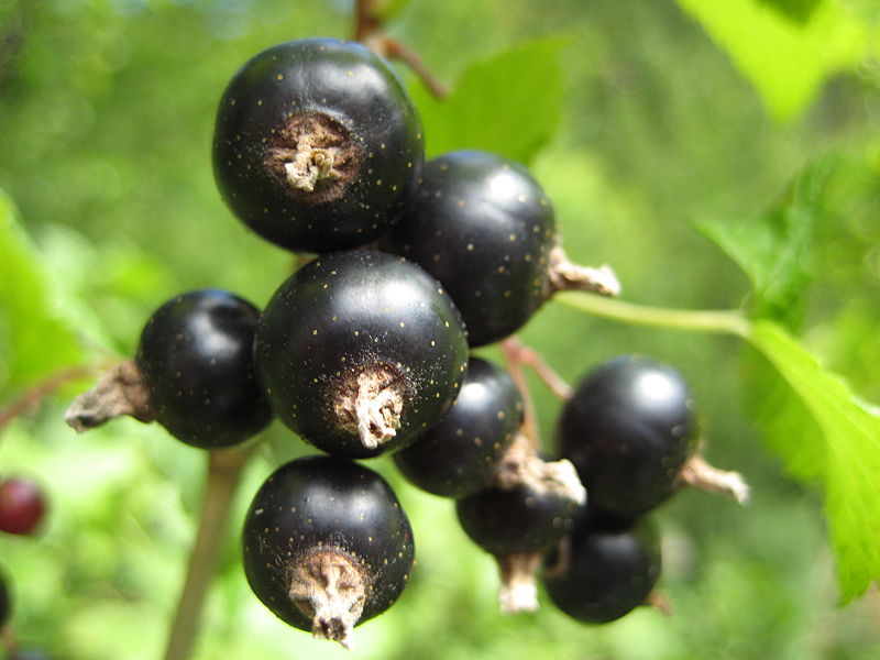 Blackcurrant Fruit - Natural Beauty