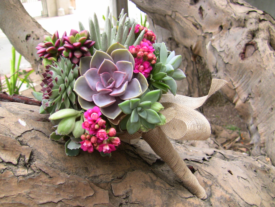 Sugar Swagger: Succulent Arrangements