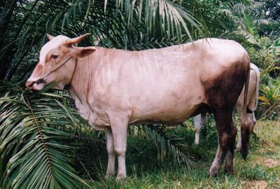 gambar sapi sumbawa ~ iiqinspirasi