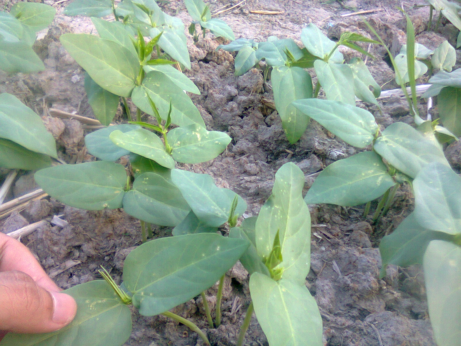 Peranan dan Fungsi Fitohormon ASAM ABSISAT (ABA) - Guru Ilmuan