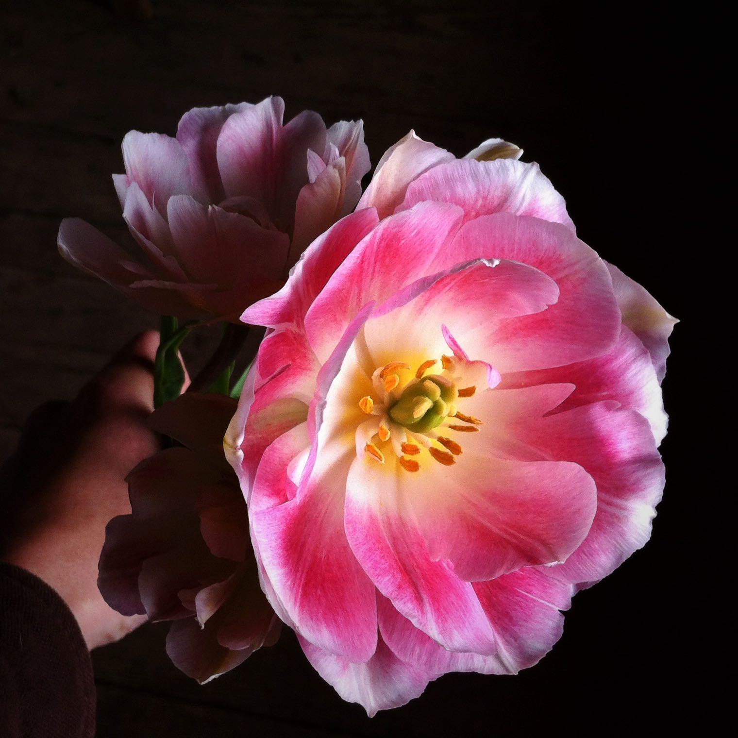 Chickadee Hill Flowers: FLOWERS