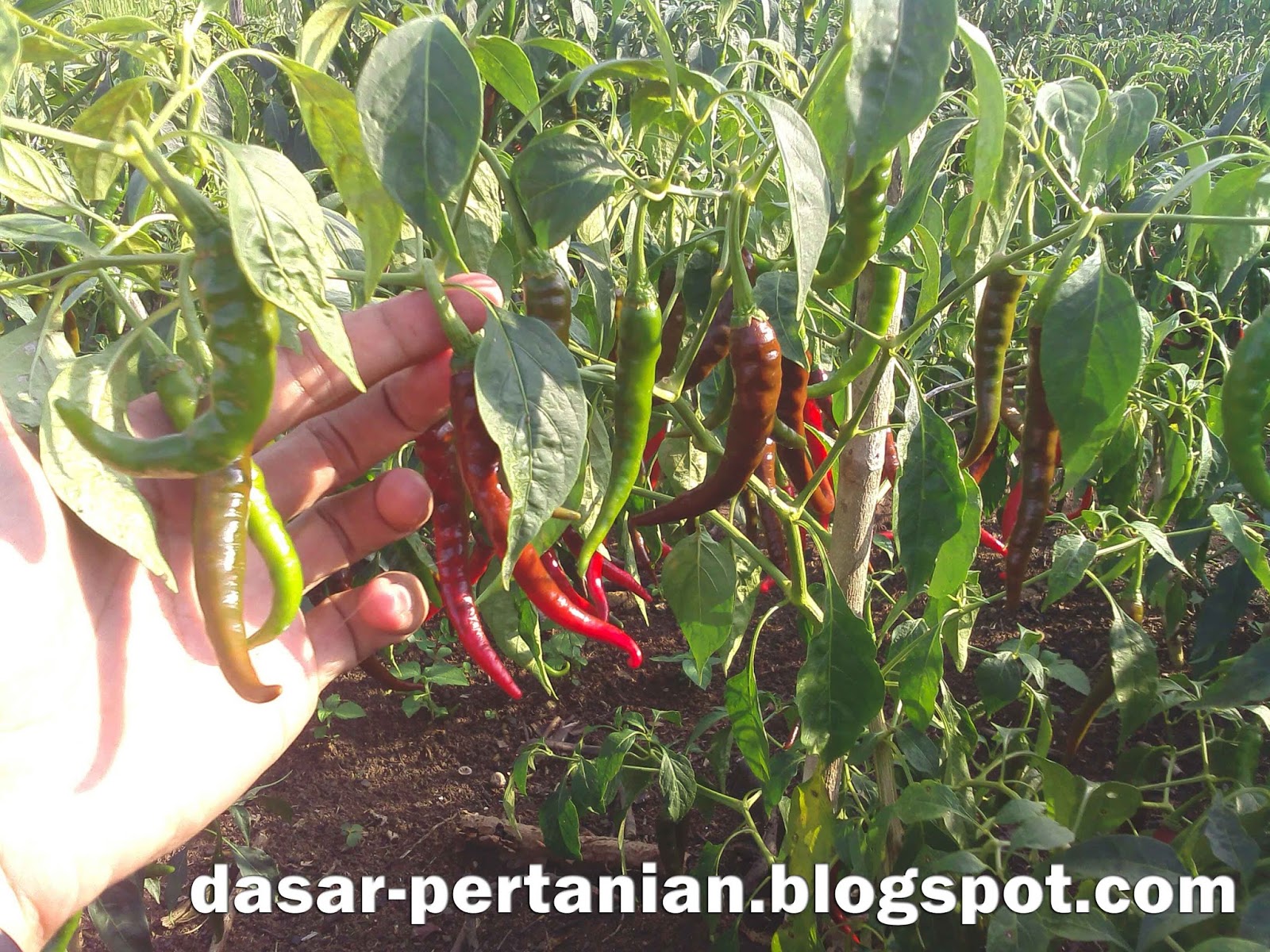 Inilah Dosis Pemupukan Cabe Dengan Sistem Kocor - Rumah Petani