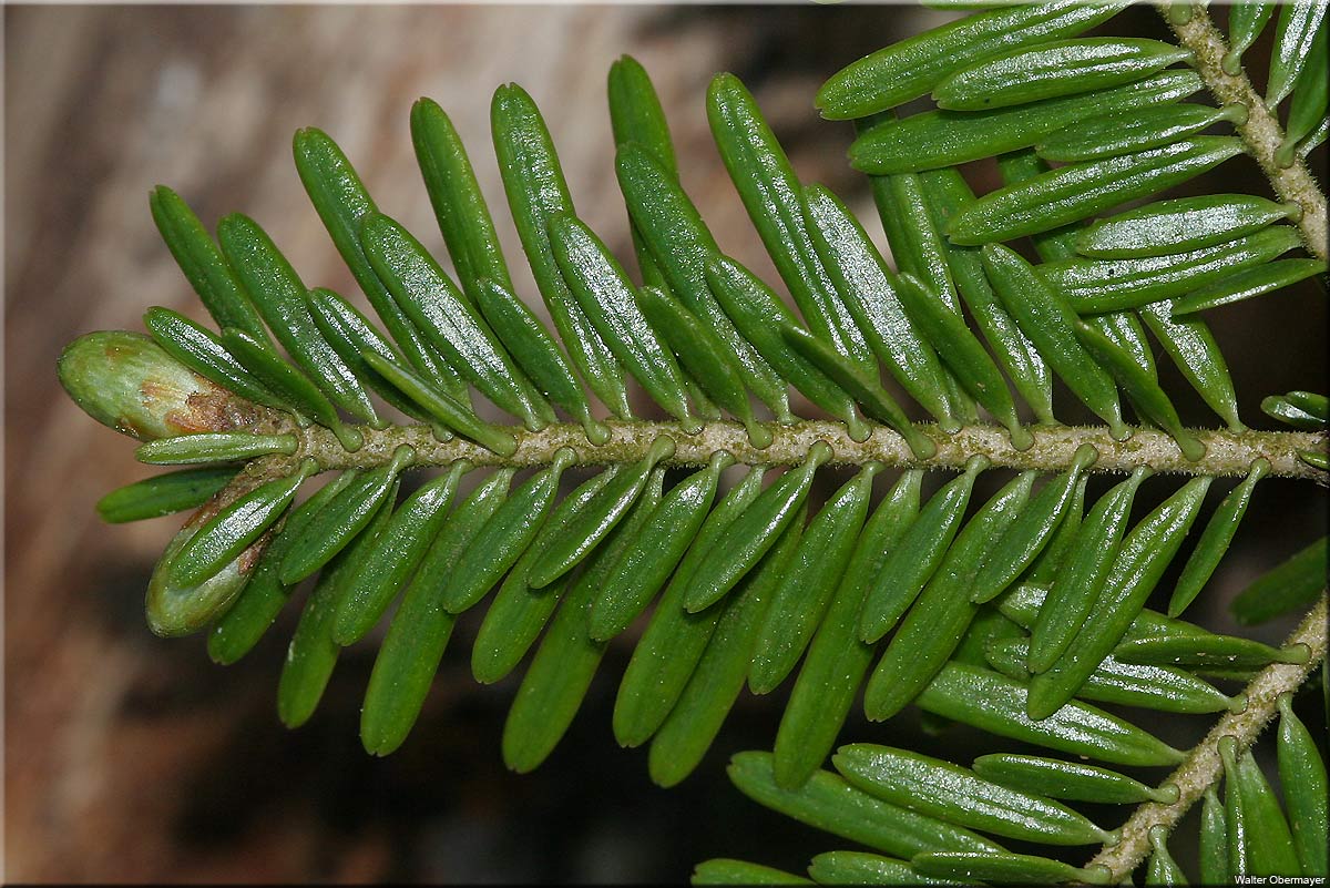 ARTE Y JARDINERÍA : Abeto blanco (Abies Alba)