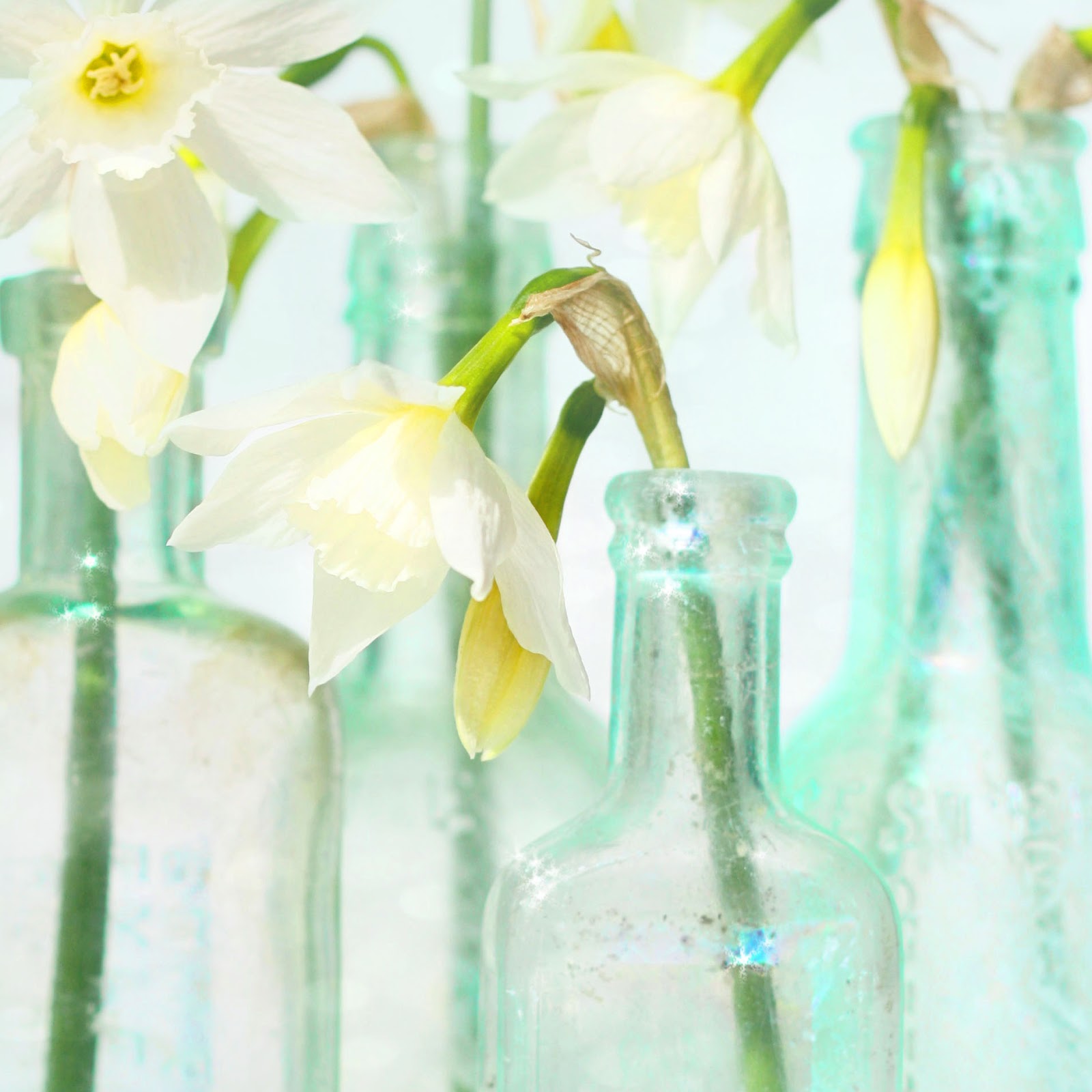 erin's art and gardens: dreaming of spring...