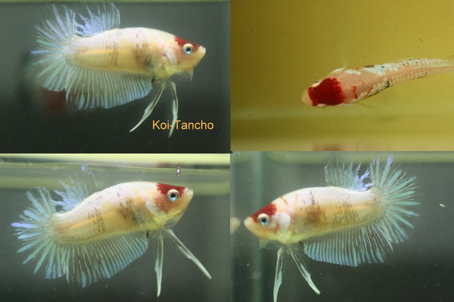 Bettazone: Betta of the week : Koi-Tancho