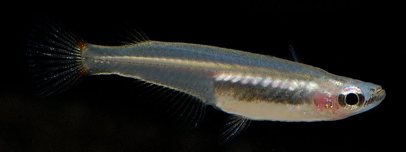 奇獸飼育學: 2011-11-22 新進魚隻