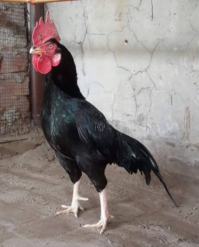pakistani Aseel/Asil Breed Chicken : 2016